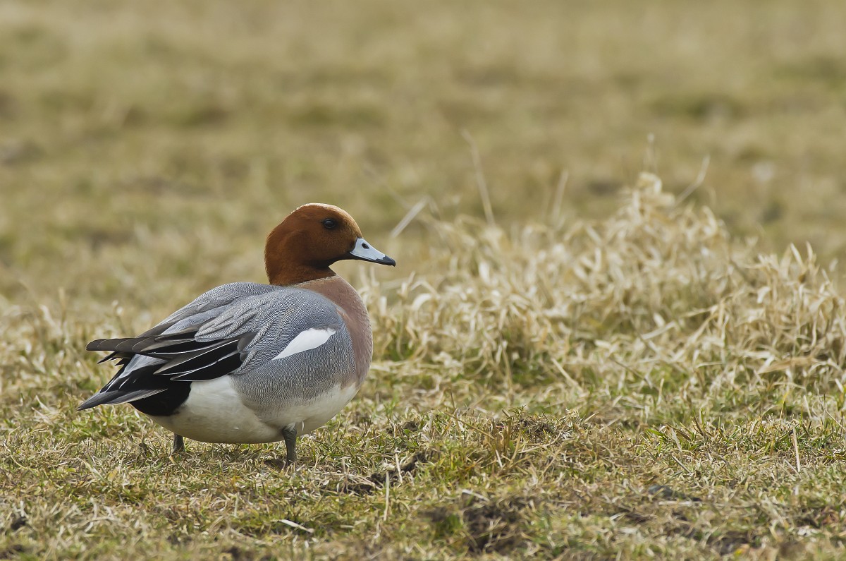 Anas penelope, Wigeon